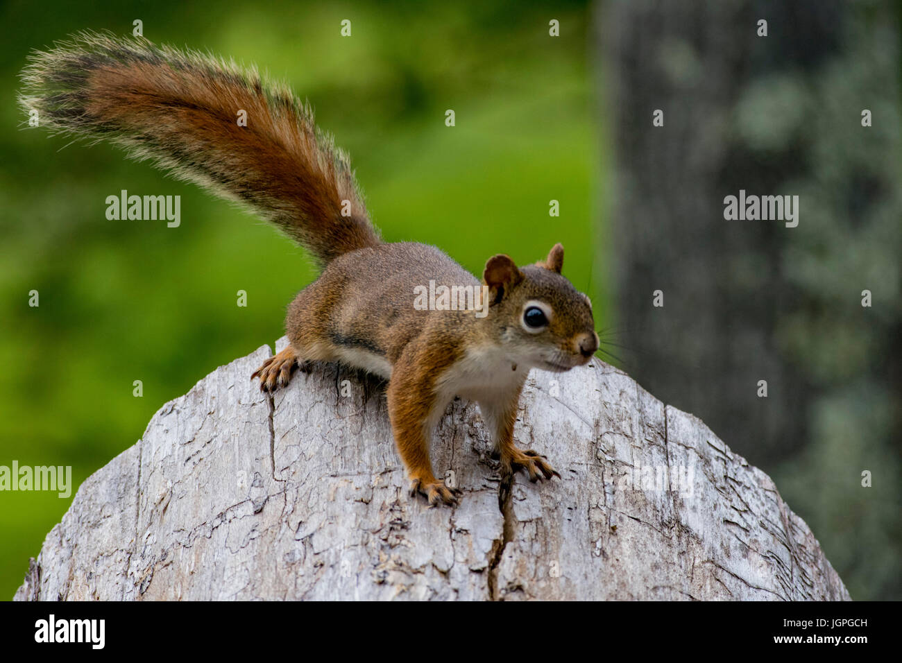 Squirrel on log, Wisconsin Stock Photo - Alamy