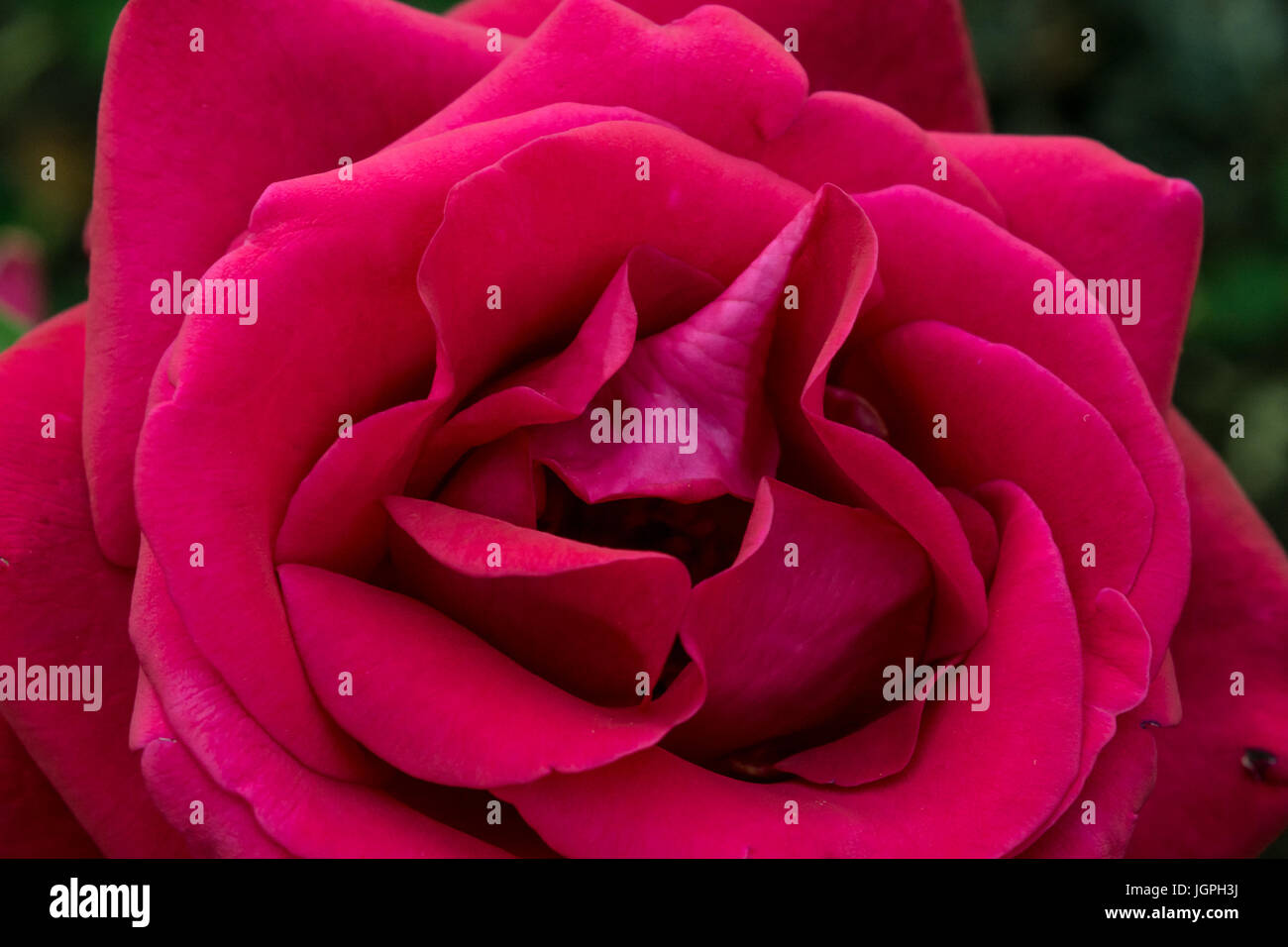 Rose and chapel hi-res stock photography and images - Alamy