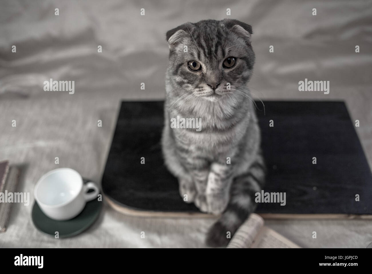 Sitting at sofa guilty sad cat Stock Photo - Alamy