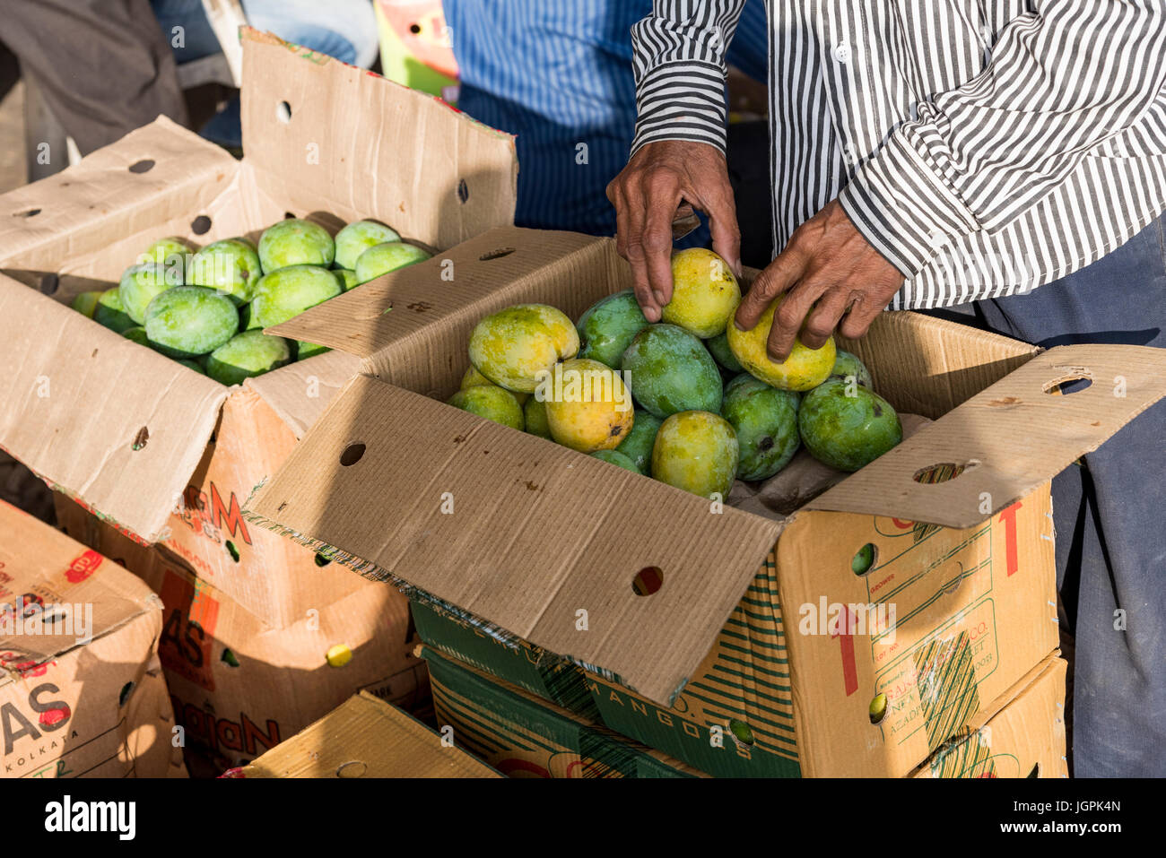 Mangoes being sold in a fruit market in New Delhi, India Stock Photo ...