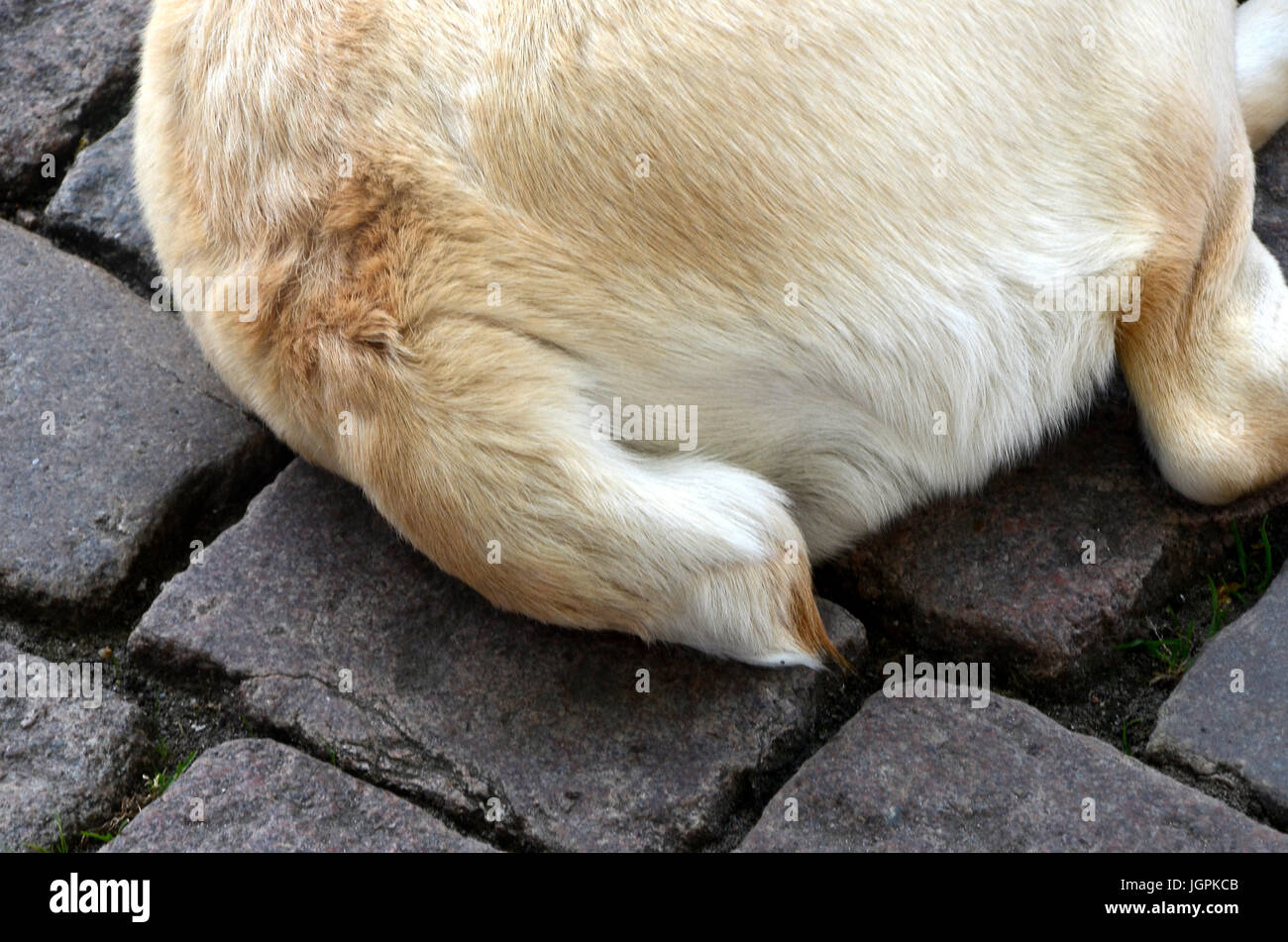Dog with a docked tail Stock Photo - Alamy