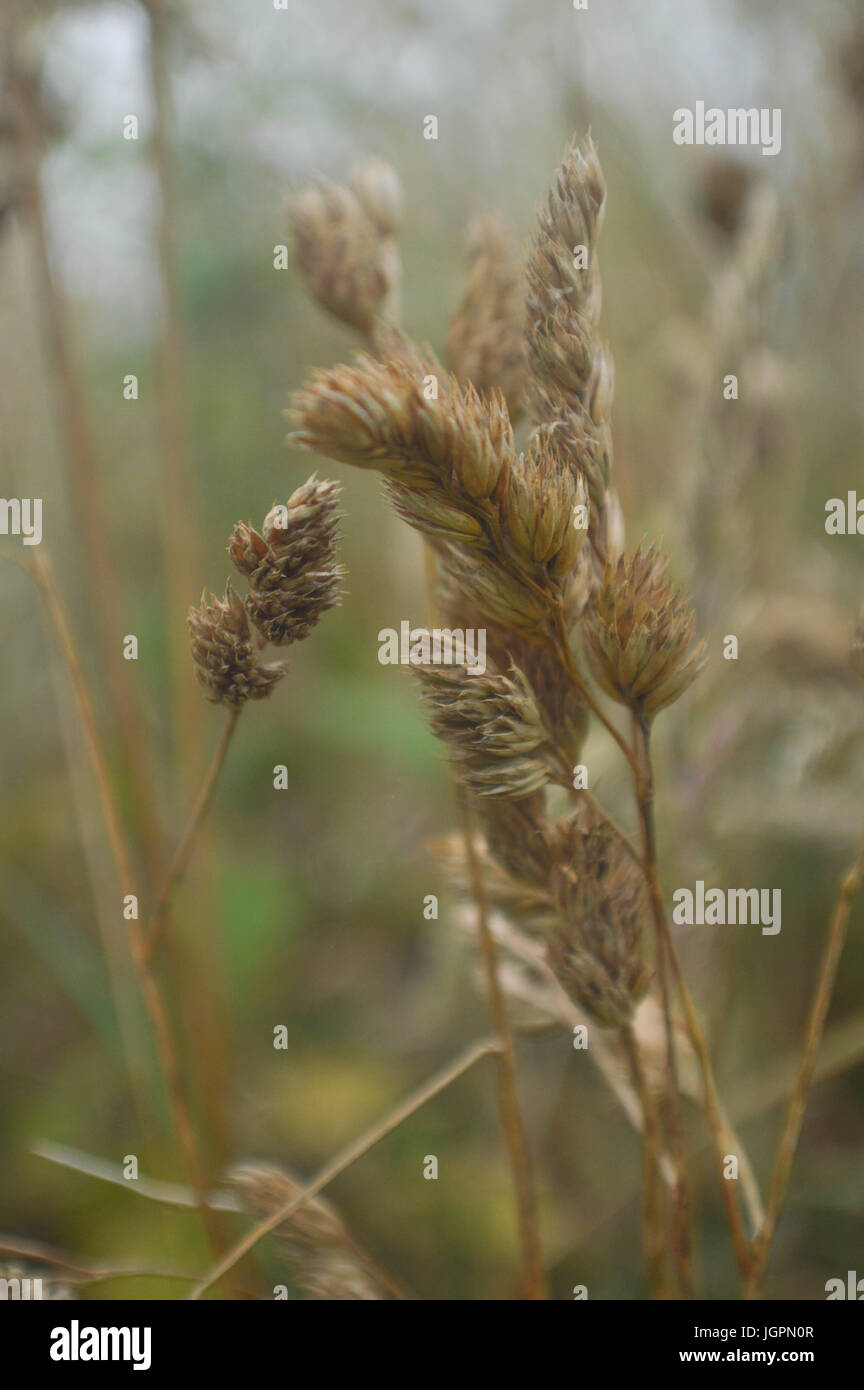 Corn grass hi-res stock photography and images - Alamy