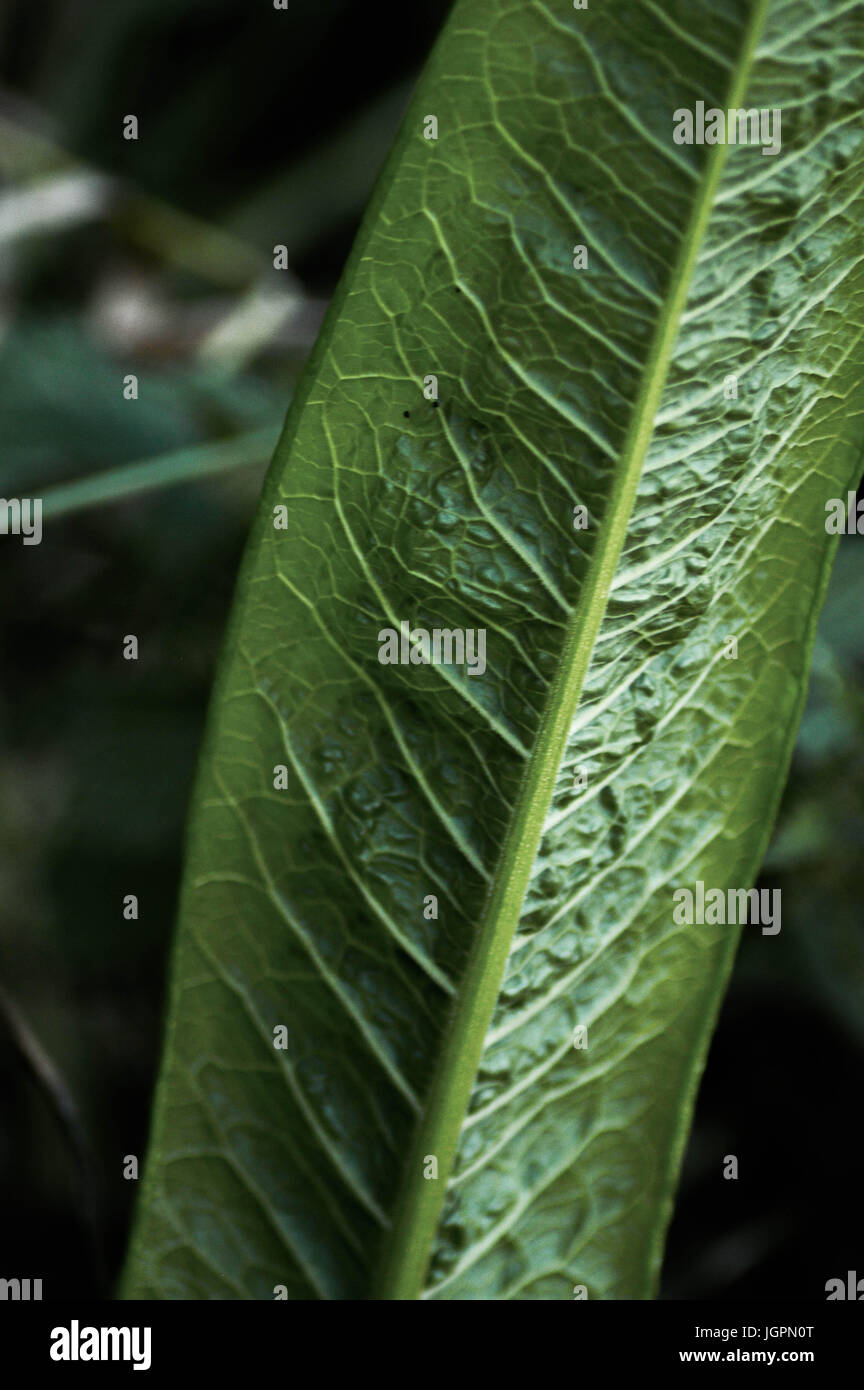 Dock leaf hi-res stock photography and images - Alamy