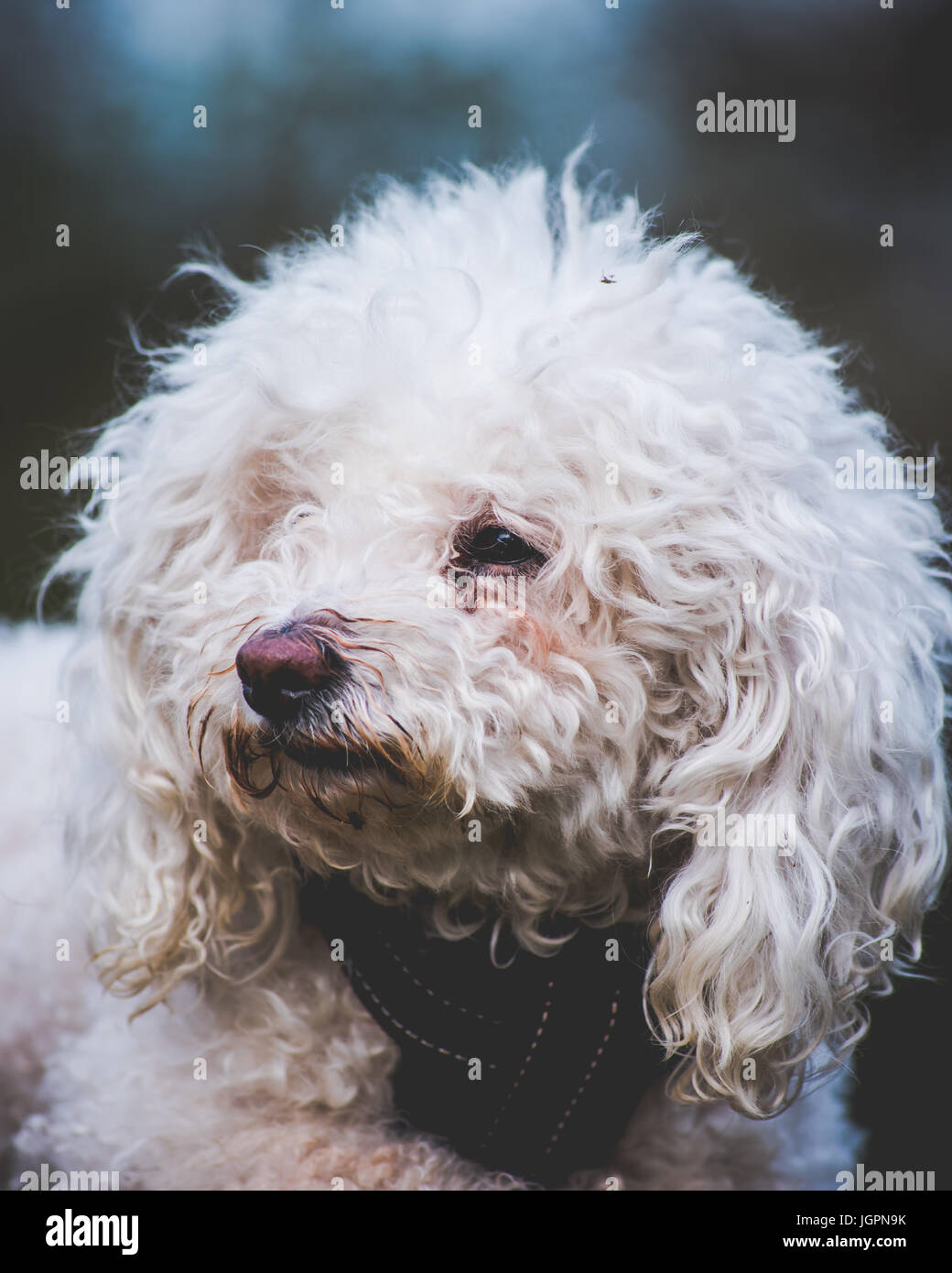 Beautiful creatures hi-res stock photography and images - Alamy