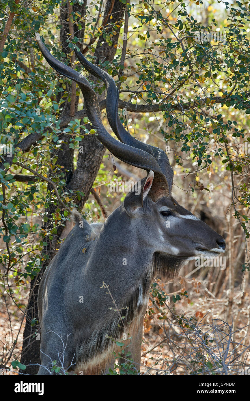 African antelope with curved horns hi-res stock photography and images ...