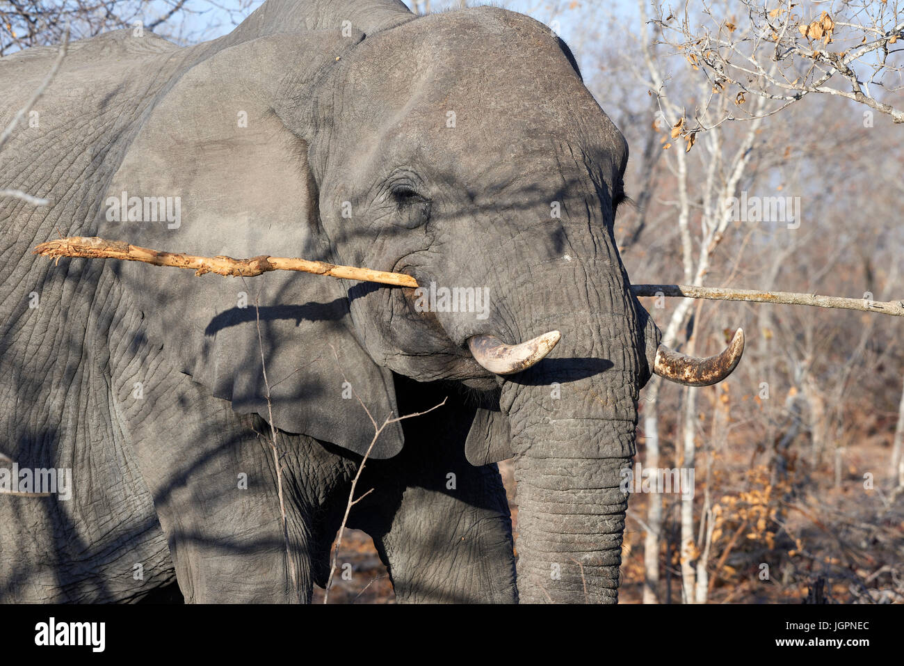 African Elephant, Loxodonta africana, stripping bark from a branch ...