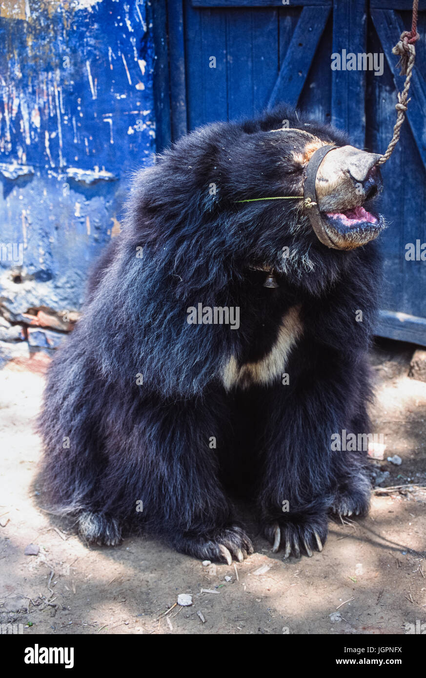 Dancing Sloth Bear
