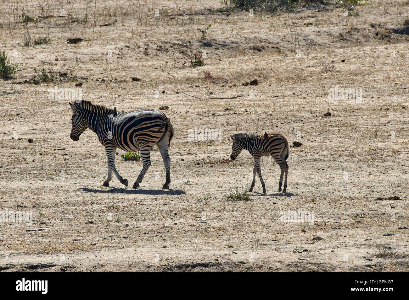 Spidly hi-res stock photography and images - Alamy