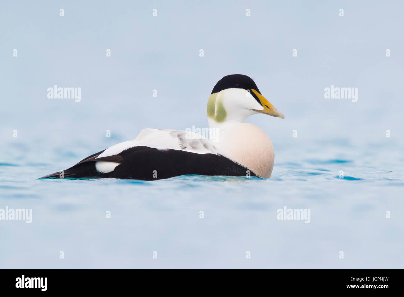 Adult male eider hi-res stock photography and images - Alamy