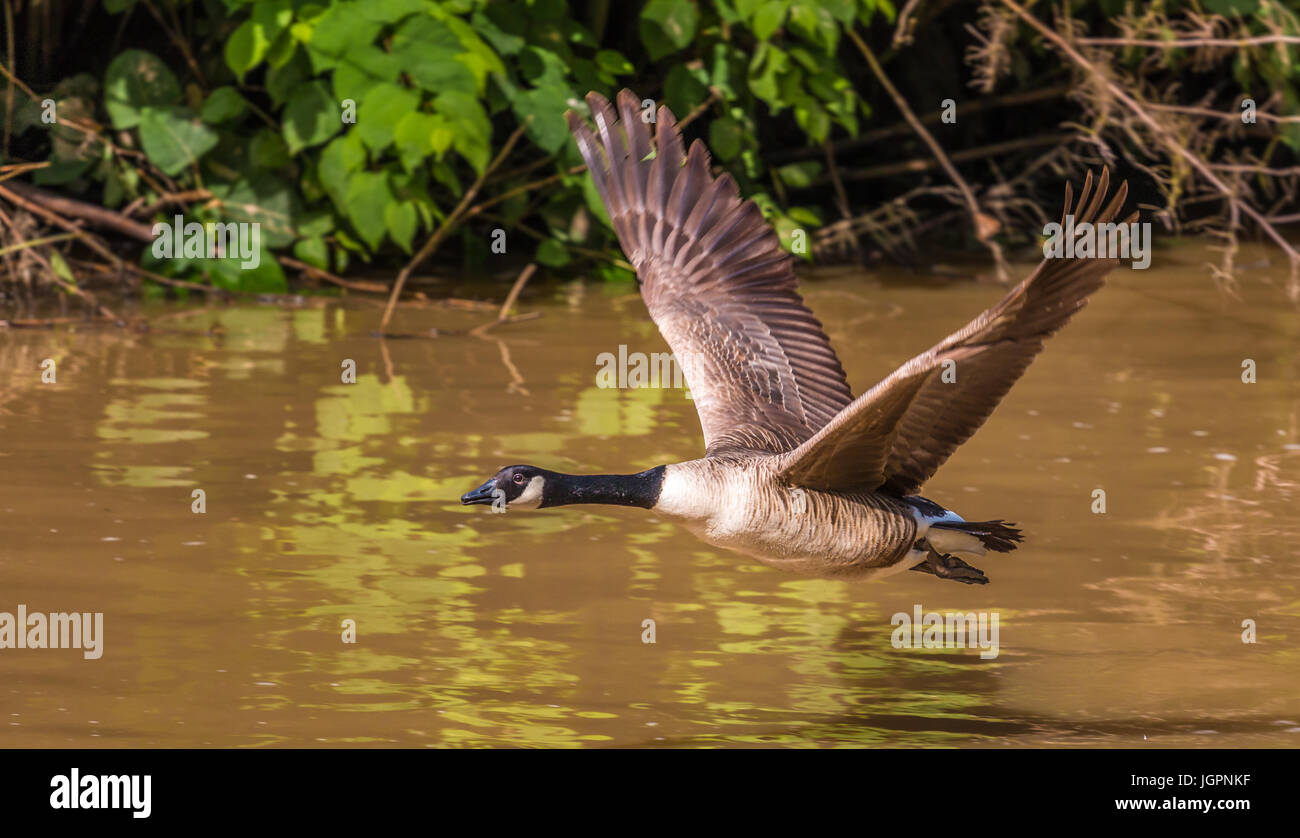 greater canada goose flying wings up Stock Photo - Alamy