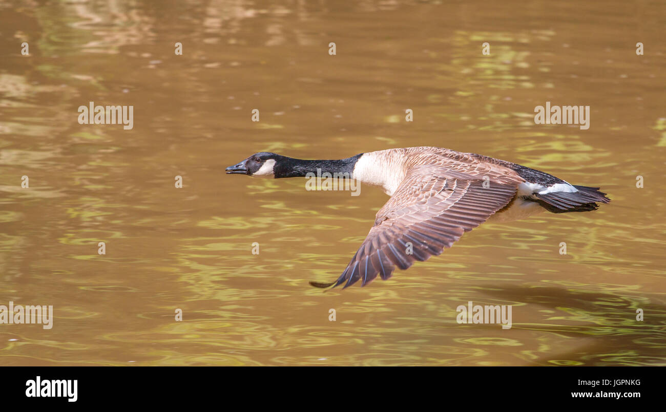 greater canada goose flying wings out Stock Photo - Alamy