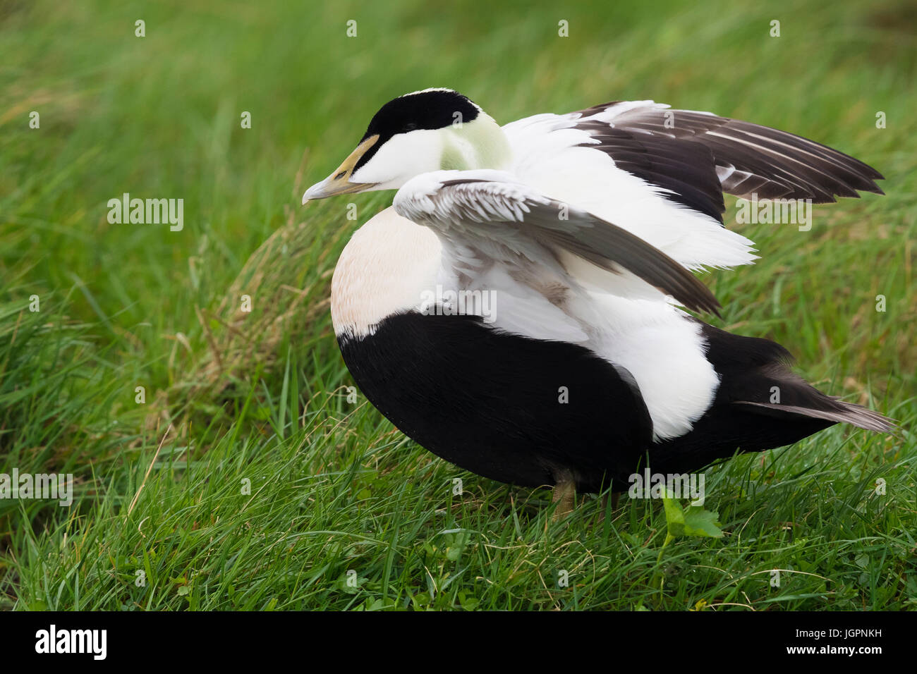 Common Eider (Somateria mollissima), adult male spreading its wings ...