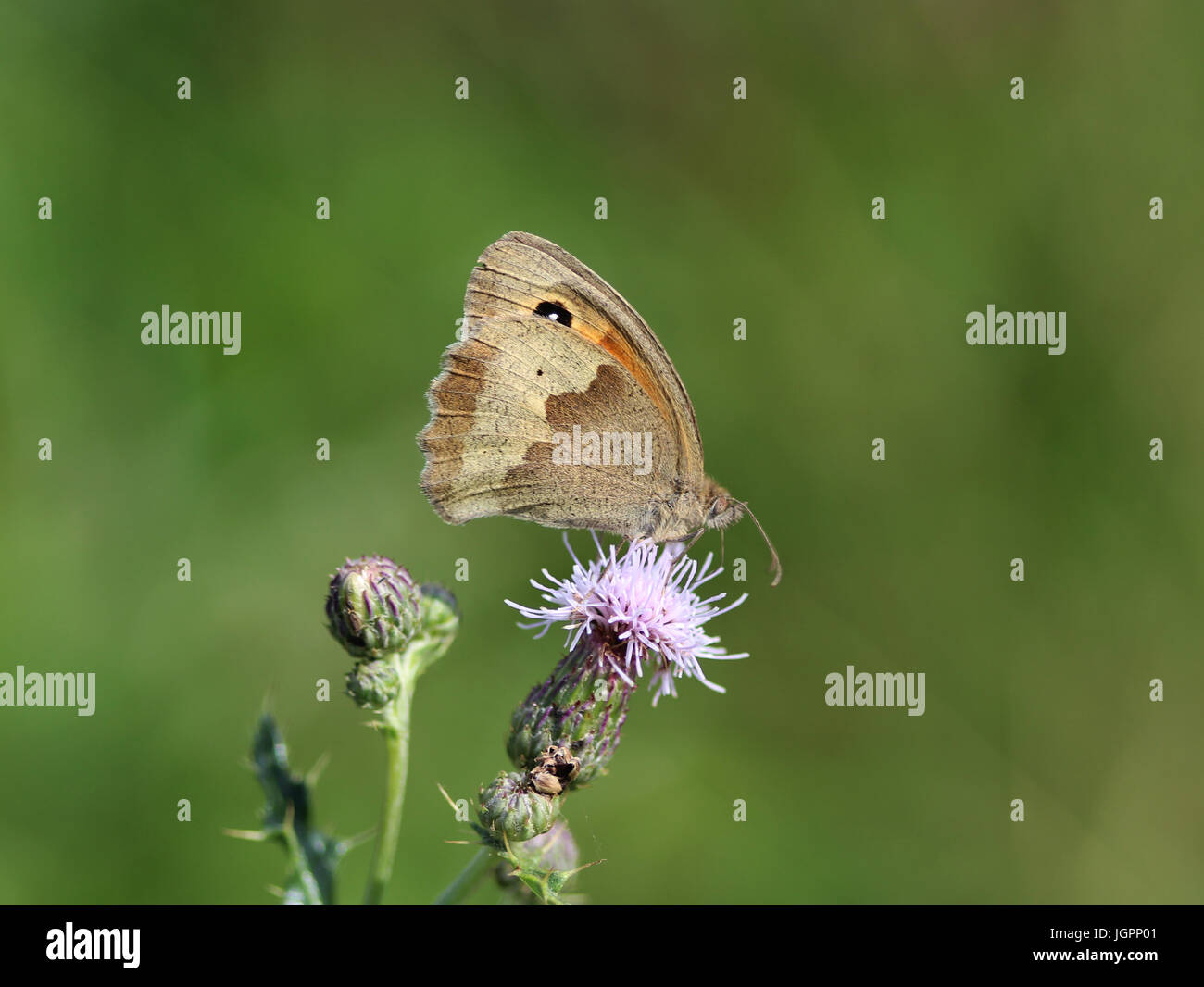 Maniola jurtina female meadow hi-res stock photography and images - Alamy