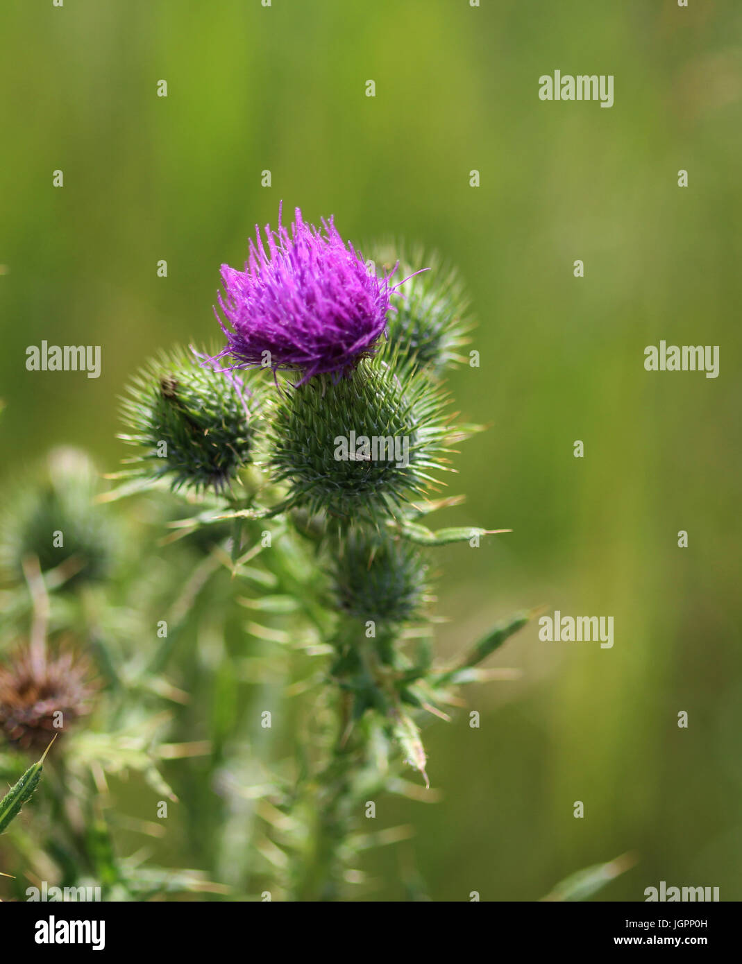Spear thistle (Cirsium vulgare Stock Photo - Alamy