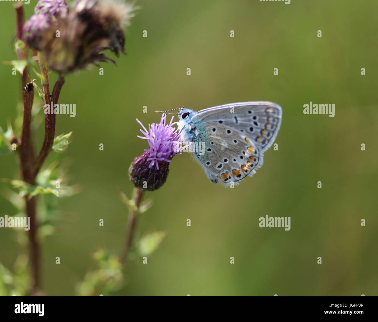 Common blue common blues female polyommatus icarus hi-res stock ...