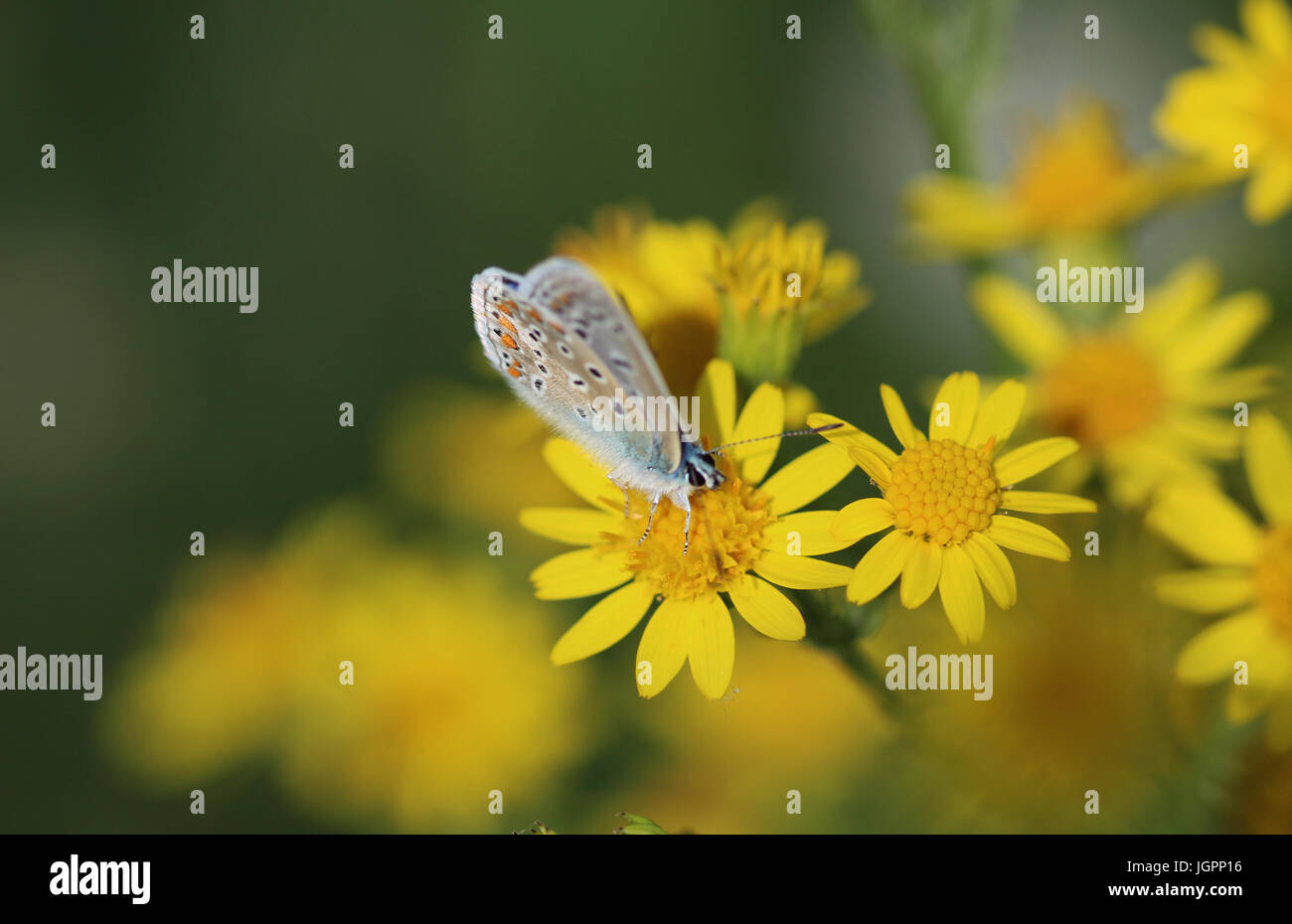 Common blue common blues female polyommatus icarus hi-res stock ...