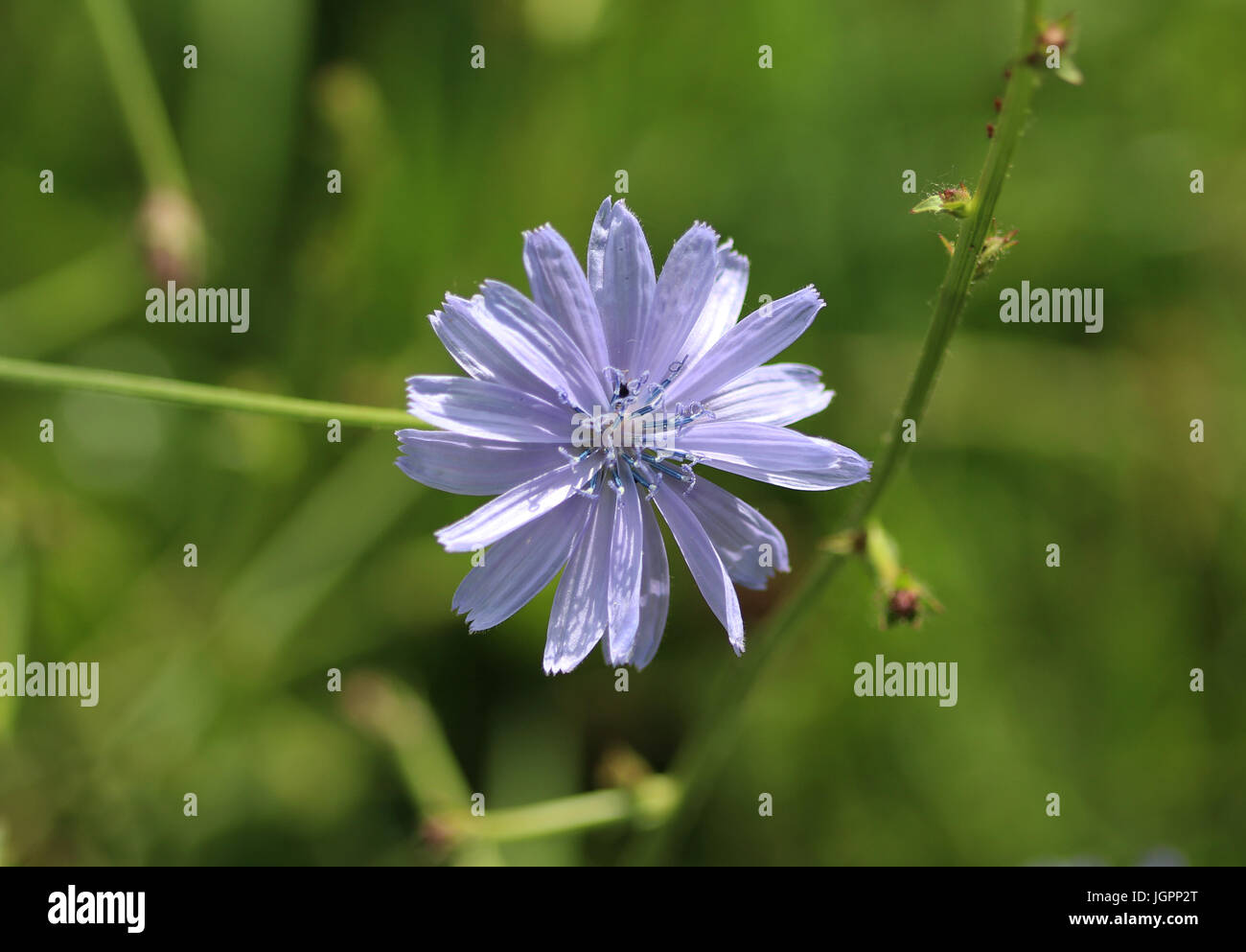 Common chicory (Cichorium intybus Stock Photo - Alamy