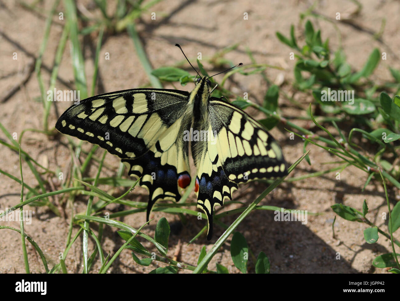 Old world swallowtail butterfly papilio hi-res stock photography and ...