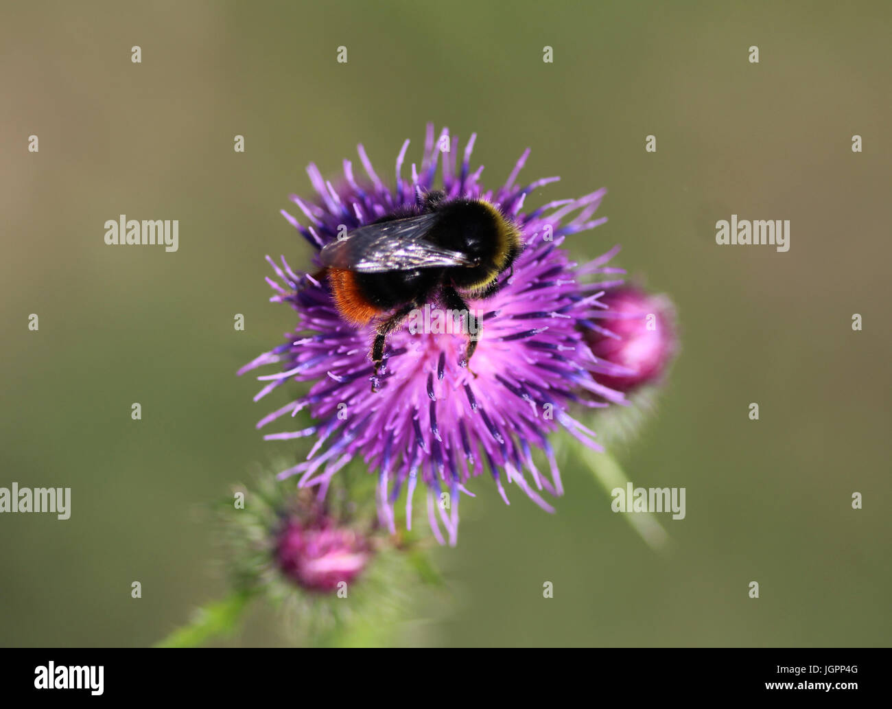 Early bumblebee (bombus pratorum) hi-res stock photography and images ...