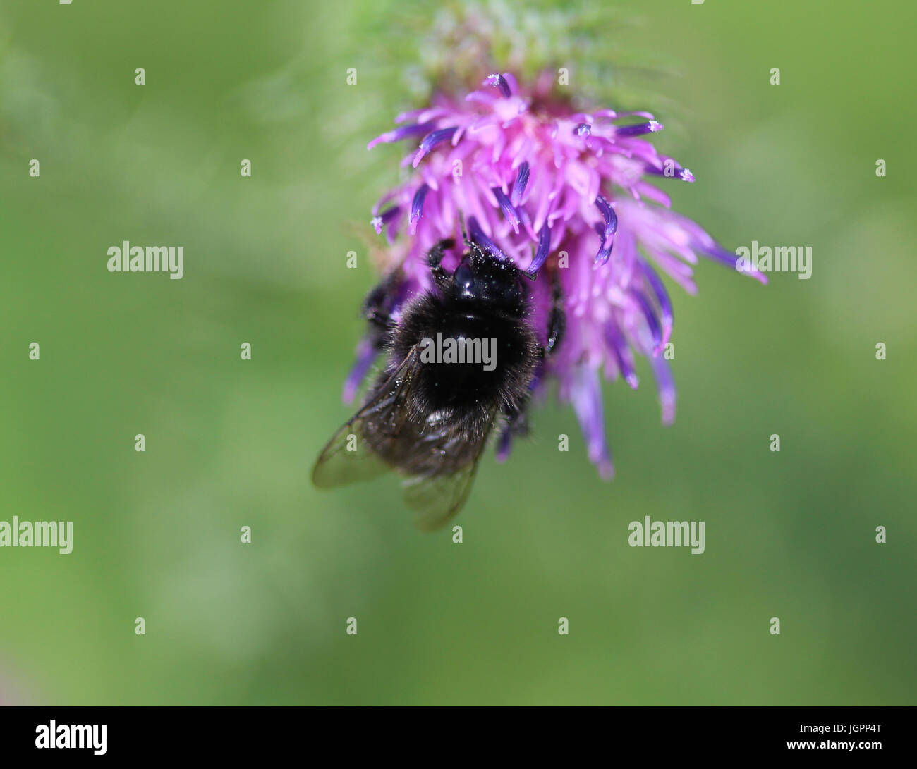Queen red tail bee hi-res stock photography and images - Alamy