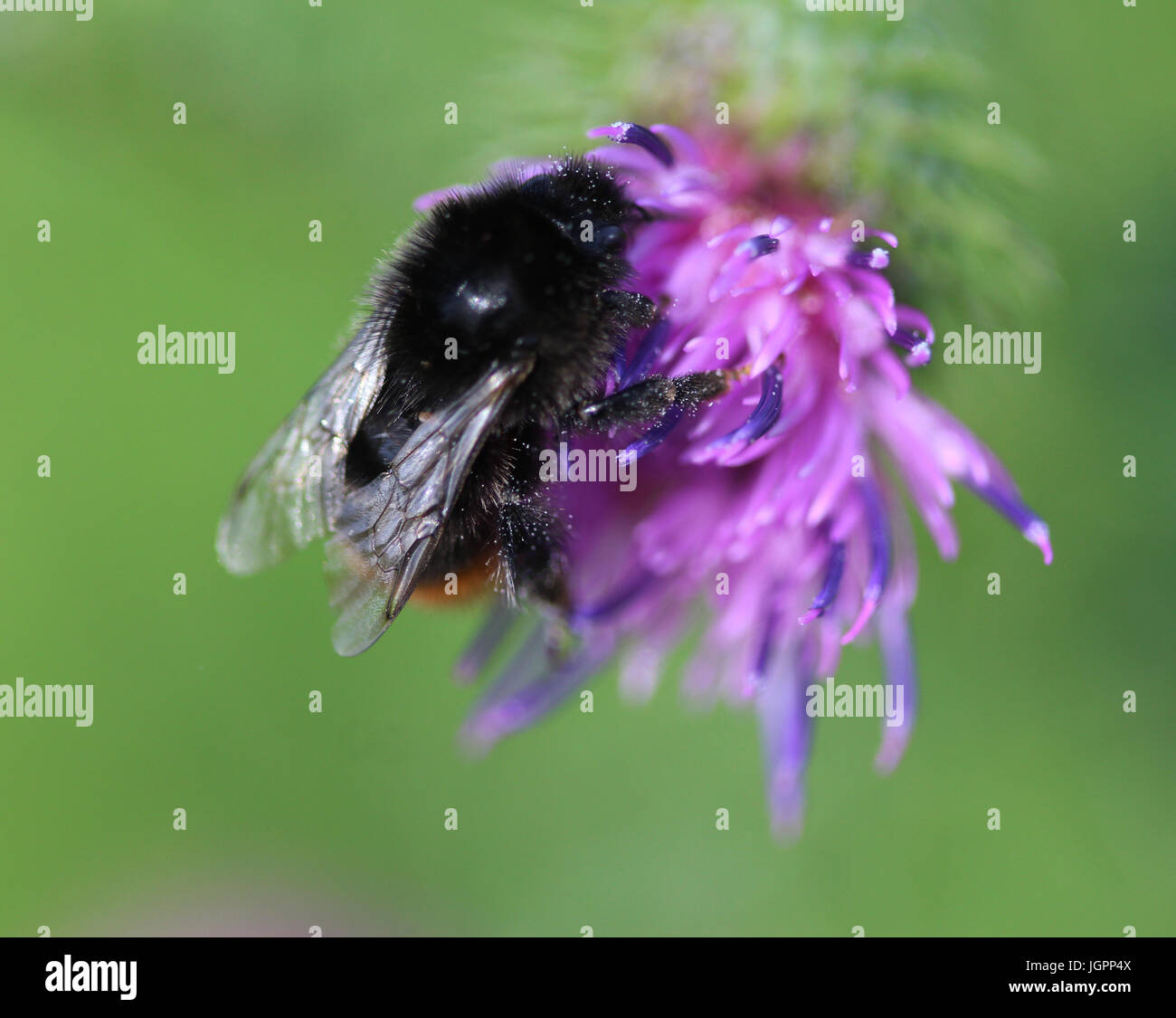 Species of stinging insects hi-res stock photography and images - Alamy