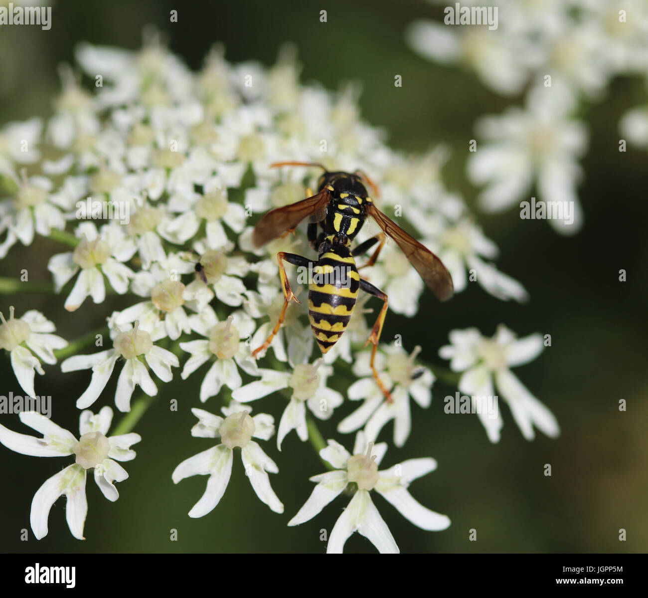 Common wasp (Vespula vulgaris Stock Photo - Alamy