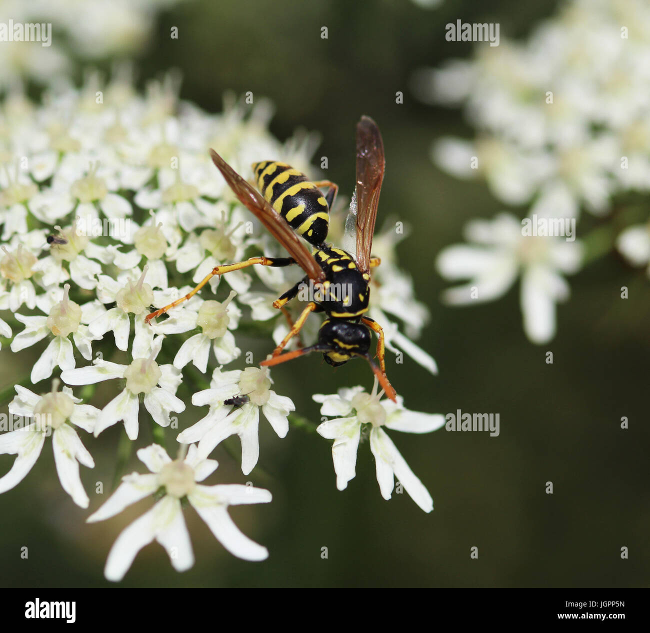 Abdomen of a common wasp hi-res stock photography and images - Alamy