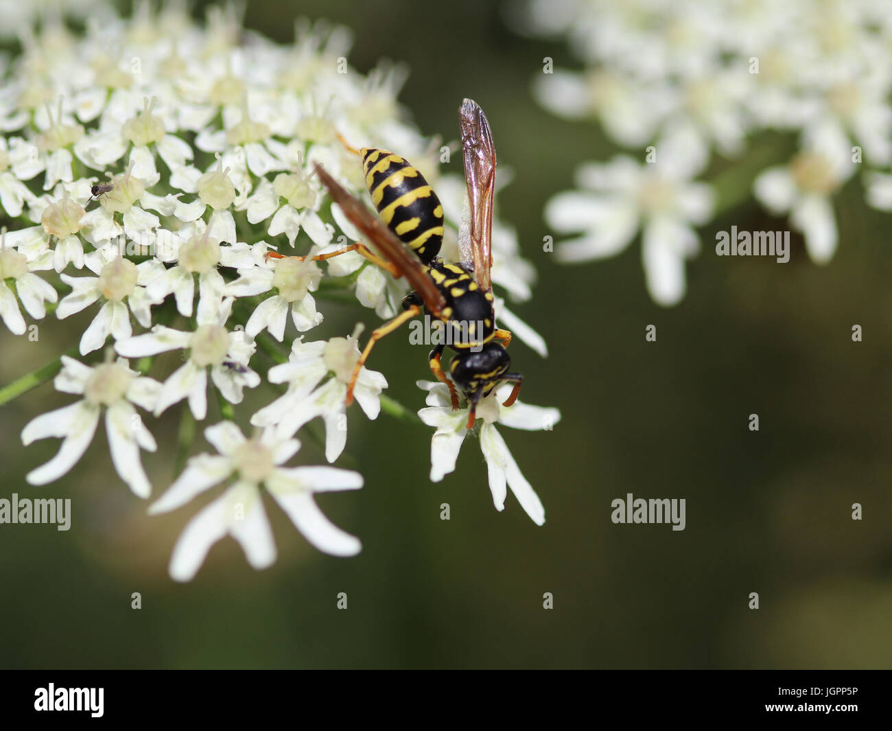 Common wasp (Vespula vulgaris Stock Photo - Alamy