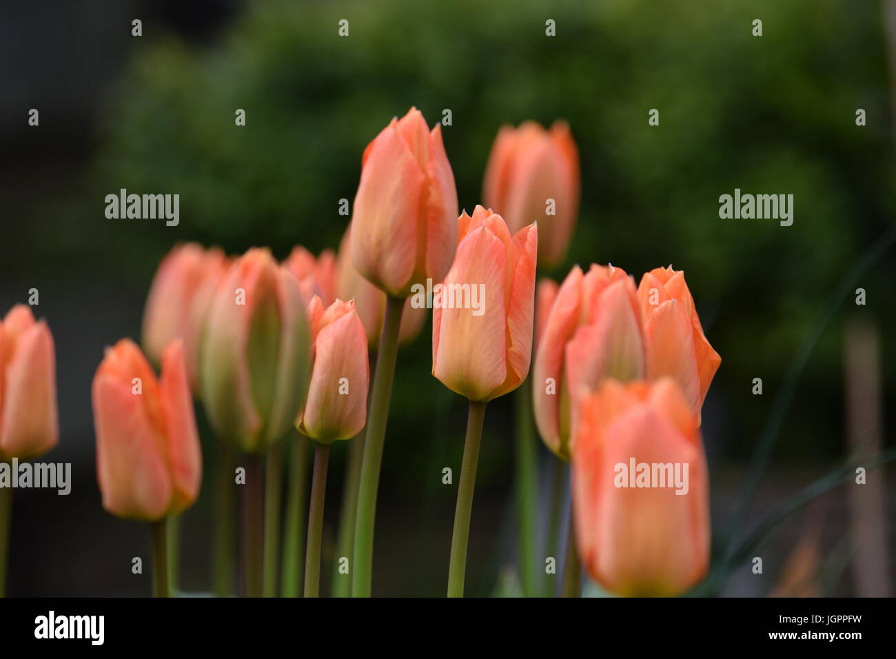 Spray of tulips Stock Photo - Alamy