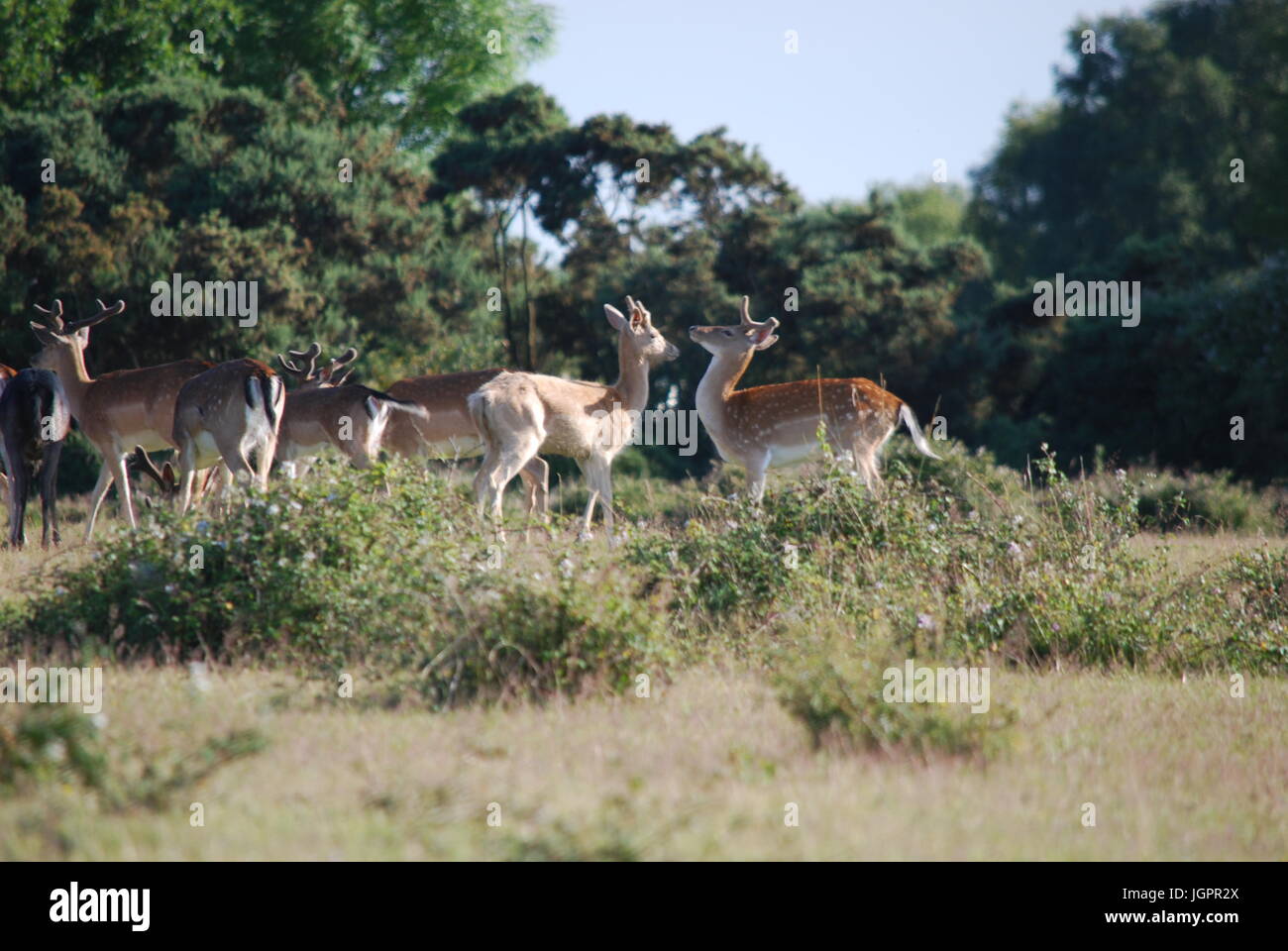 Menil fallow deer hi-res stock photography and images - Alamy