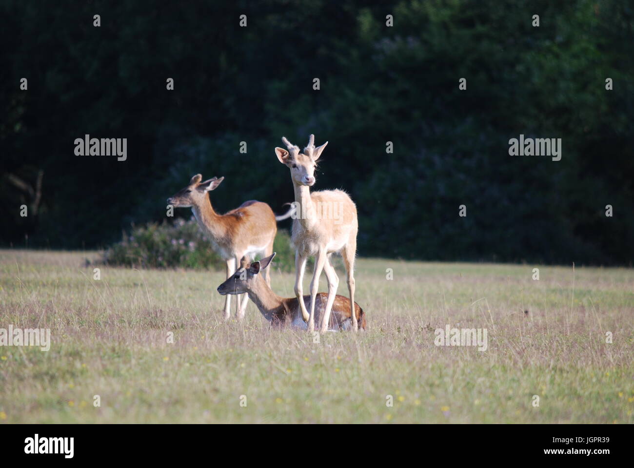Menil fallow deer hi-res stock photography and images - Alamy