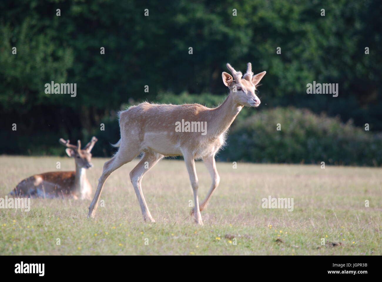 Menil fallow deer hi-res stock photography and images - Alamy
