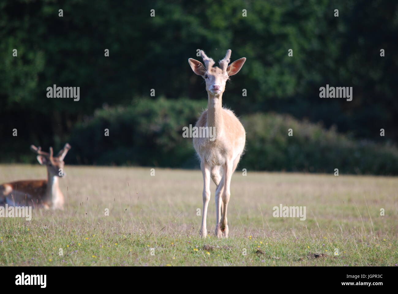 Menil fallow deer hi-res stock photography and images - Alamy