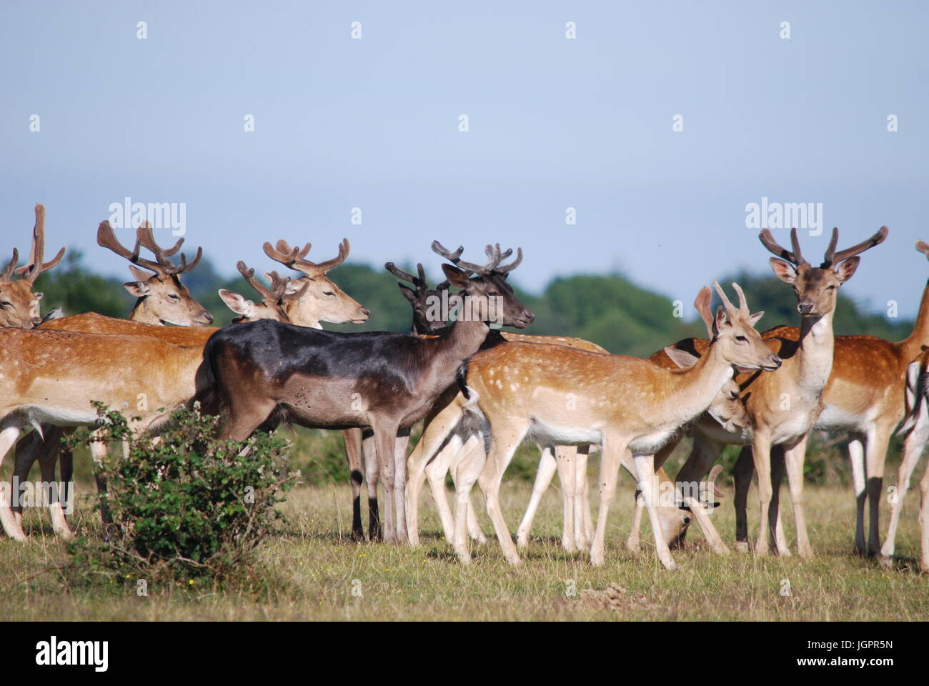 Melanistic fallow hi-res stock photography and images - Alamy