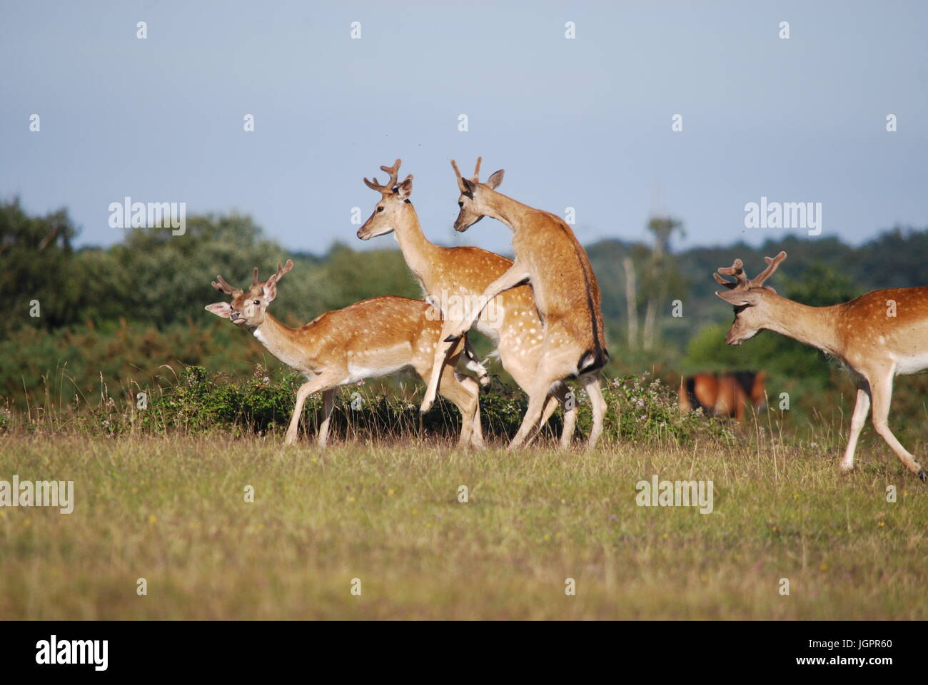 Three deers having fun Stock Photo - Alamy