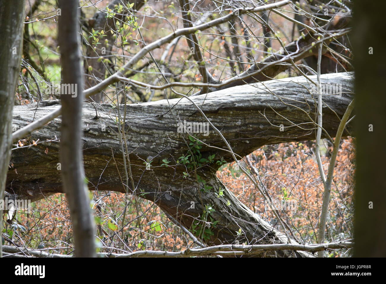 Branch and bough Stock Photo - Alamy