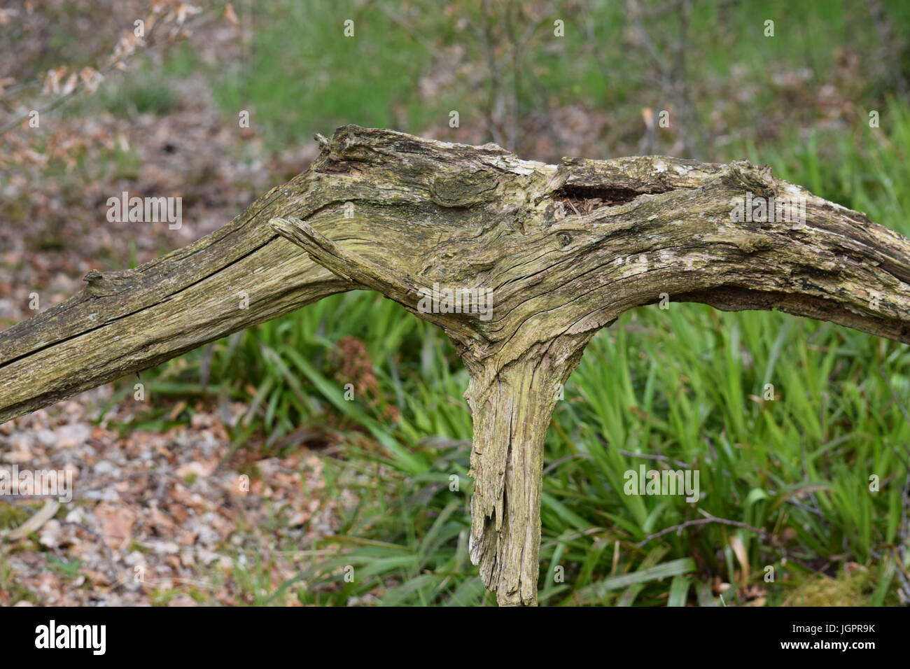 Old dry rotten stump hi-res stock photography and images - Alamy