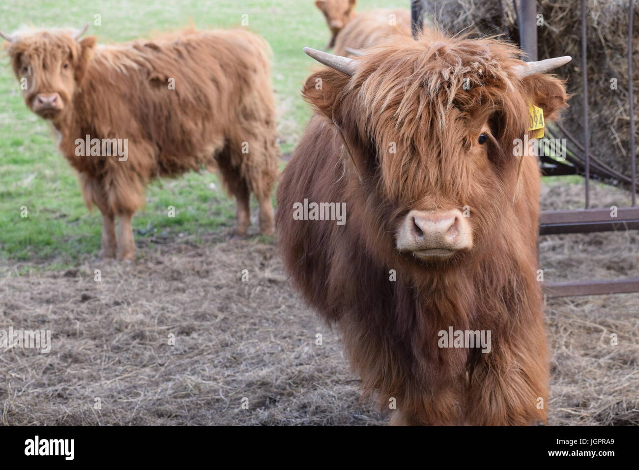 Highland Cows And Calves High Resolution Stock Photography and Images ...