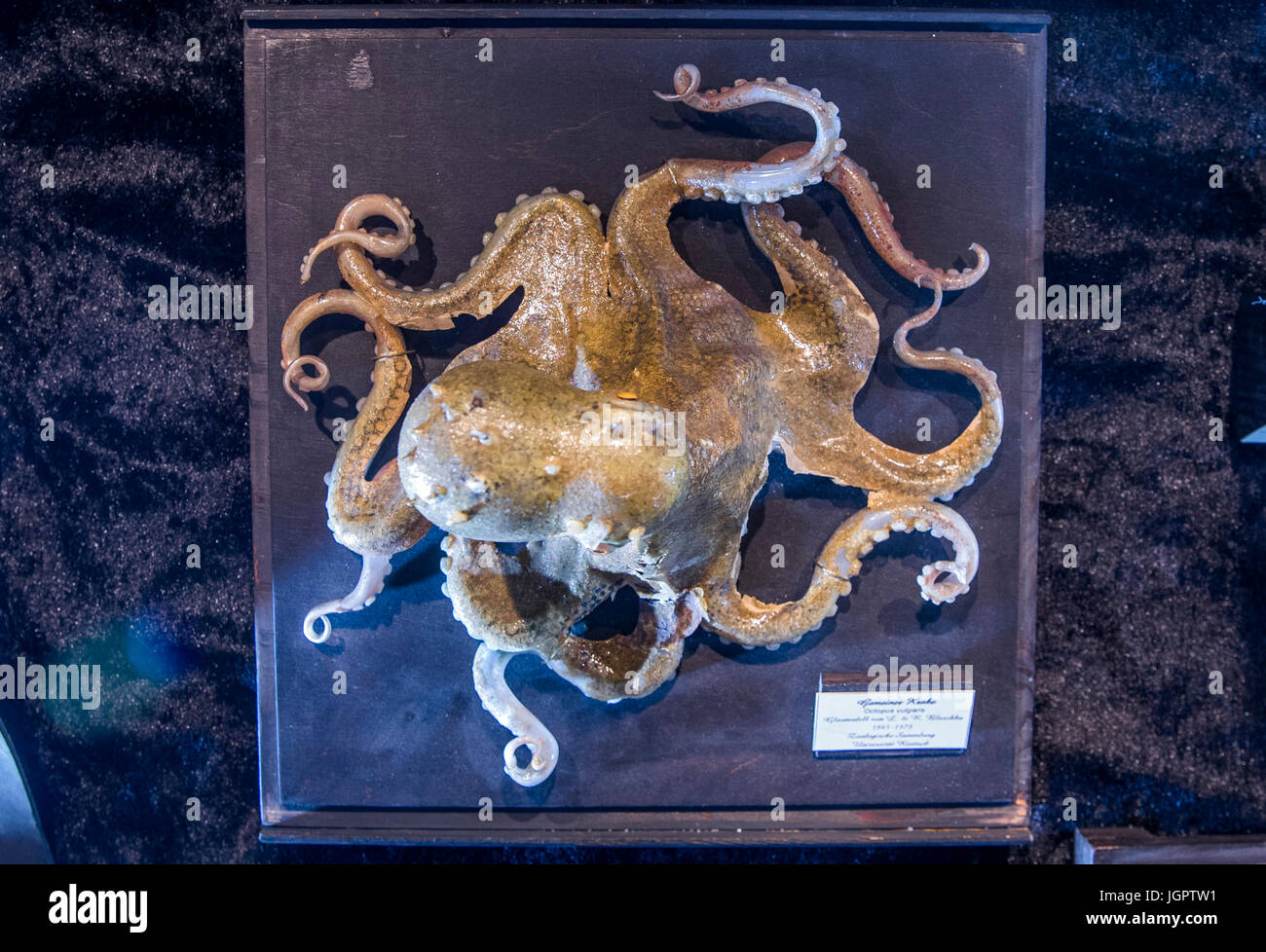 Rostock, Germany. 29th June, 2017. The replica of a common octopus can ...