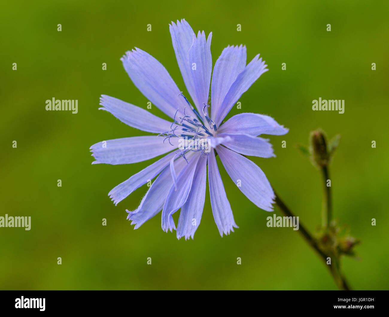A flower of the chicory (Cichorium intybus) can be seen in Sieversdorf ...