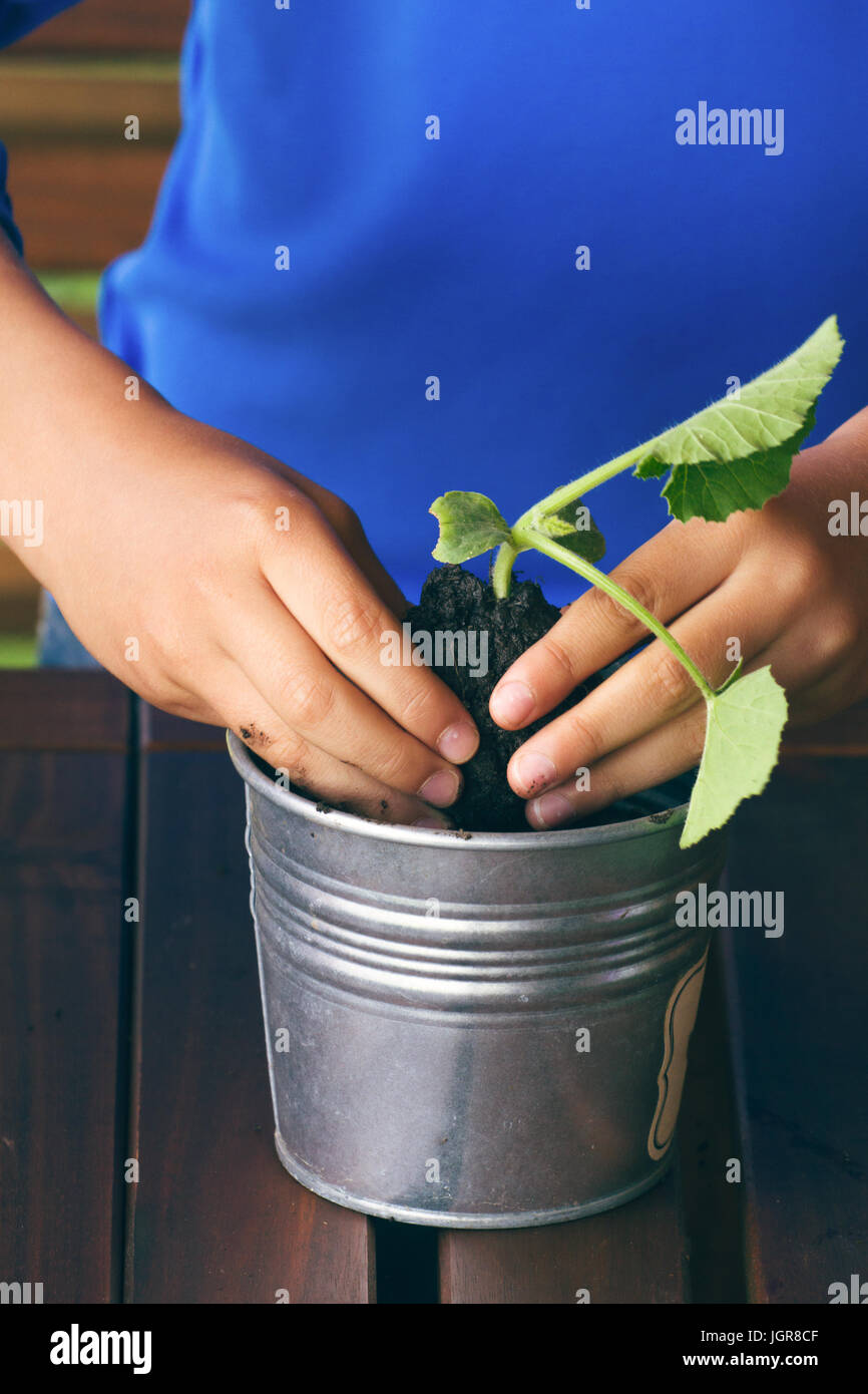 Child hands planting young seedling plant in the pot Stock Photo - Alamy