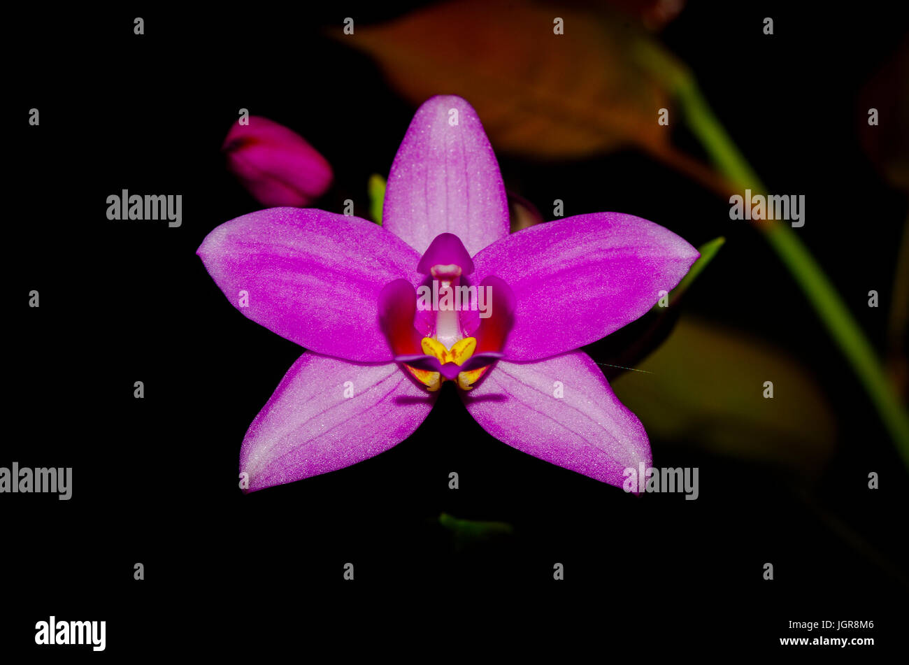 Temperate orchidaceae hi-res stock photography and images - Alamy