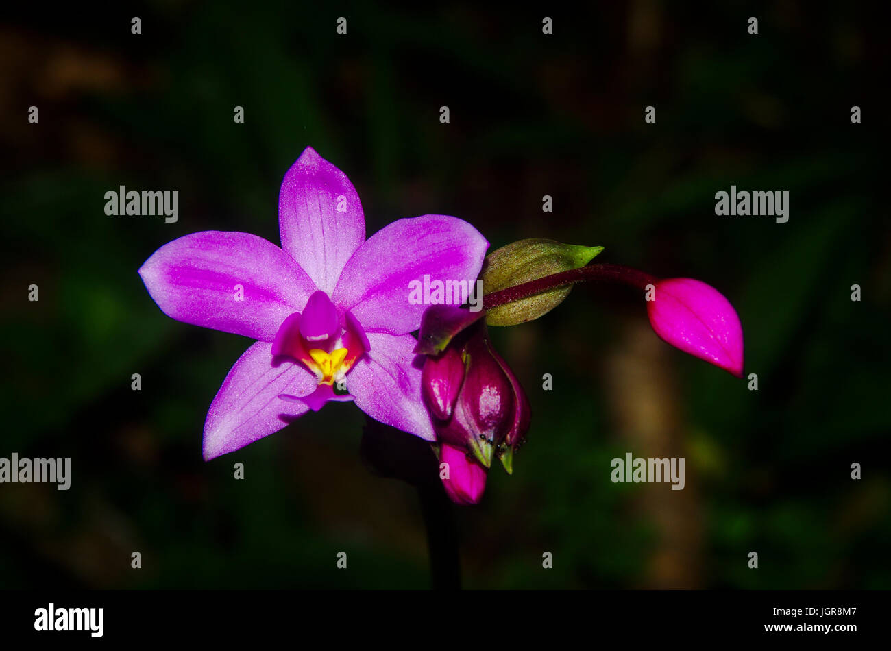 Temperate orchidaceae hi-res stock photography and images - Alamy