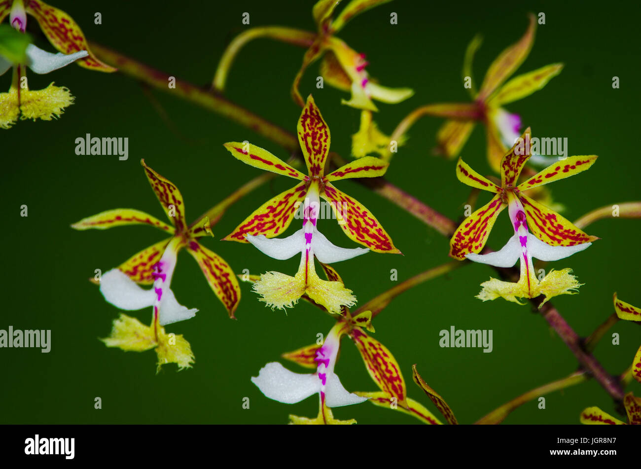 Small orchids hi-res stock photography and images - Alamy