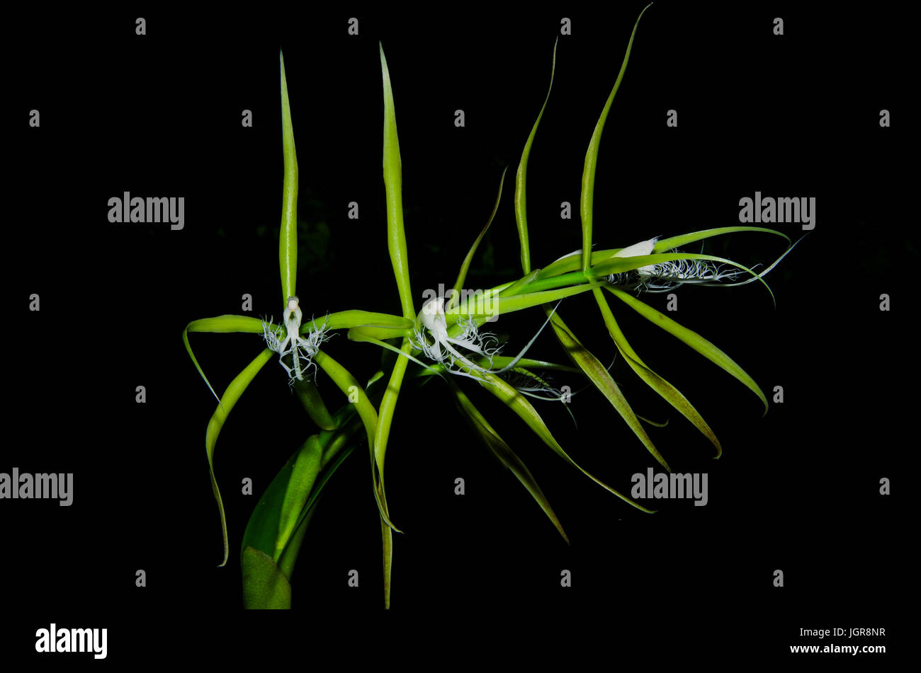 Epidendrum species hi-res stock photography and images - Alamy