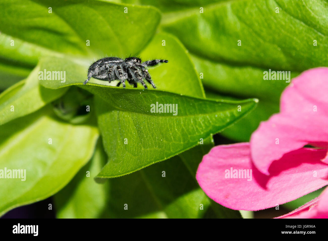 Daring jumping spider, also called bold jumping spider . Small size 13 ...