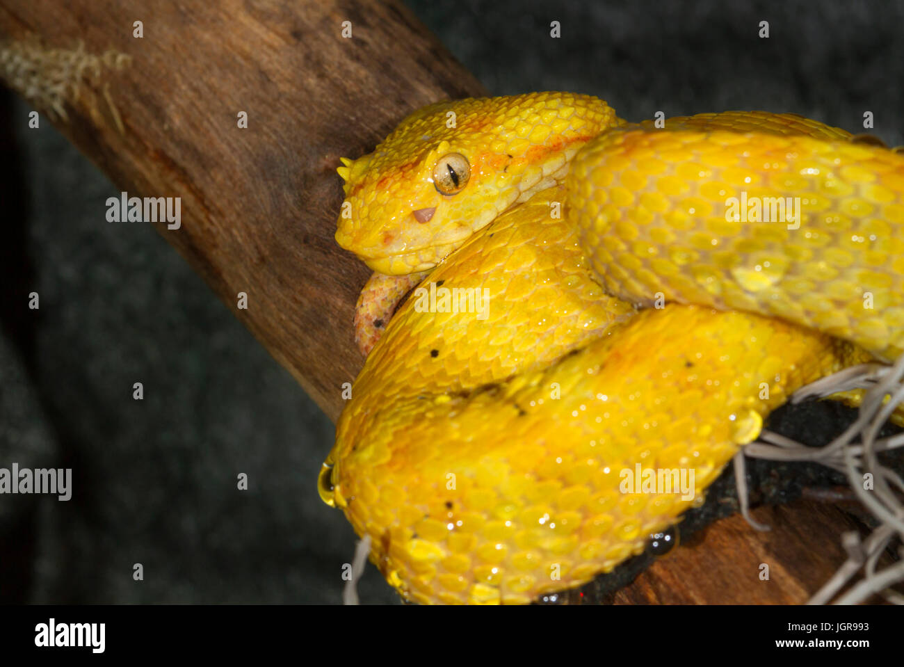 Eyelash viper (Bothriechis schlegelii) hanging in a tree, captive ...