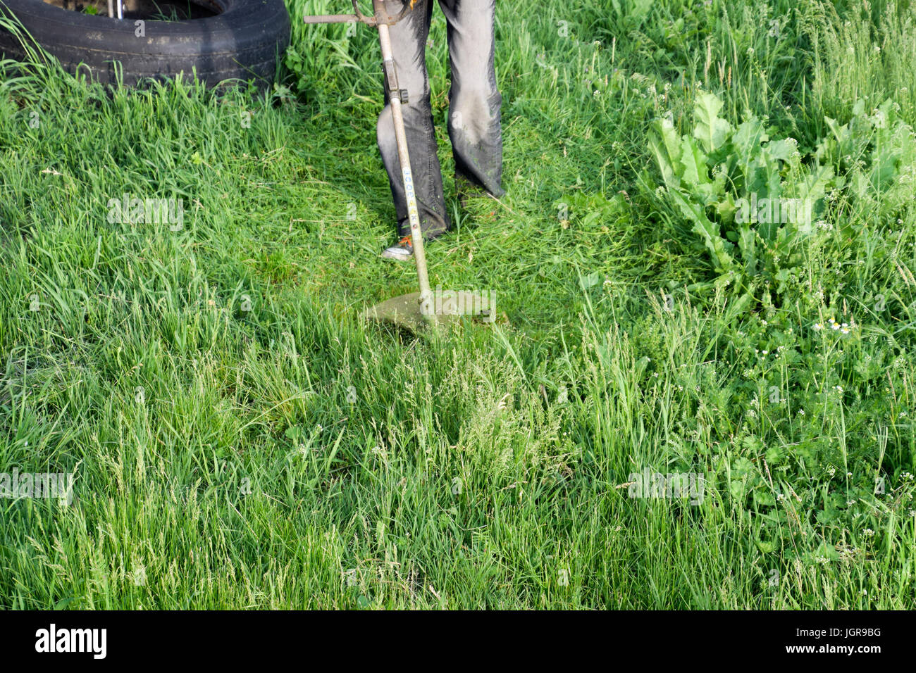 Mowing green grass using a fishing line trimmer. Application trimmers ...