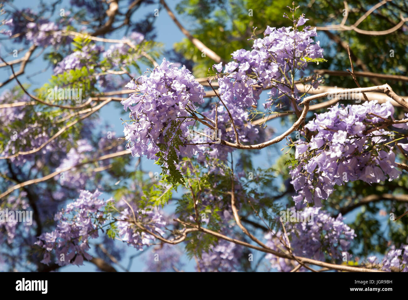 Jacaranda tree hi-res stock photography and images - Alamy