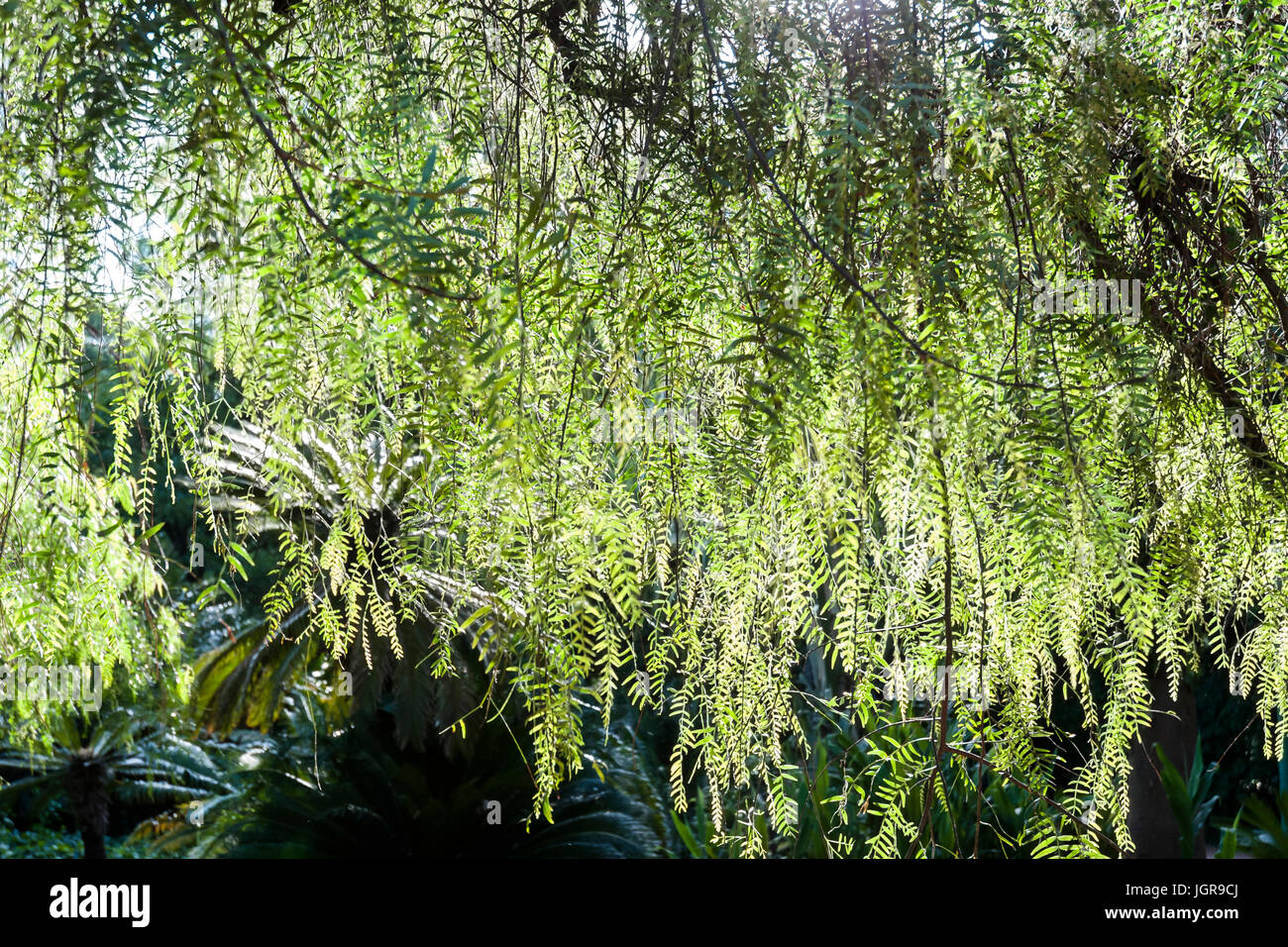 Sun shining through Aguaribay tree leaves (Schinus areira Stock Photo ...
